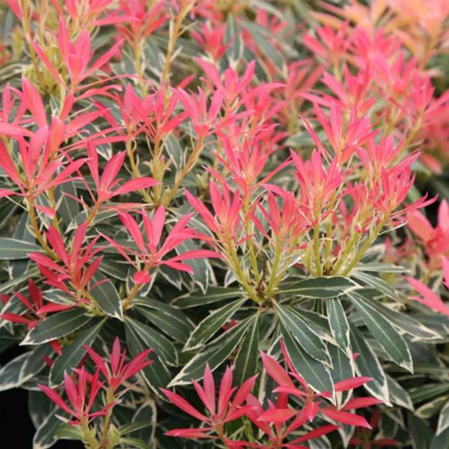 Pieris japonica Little Heath