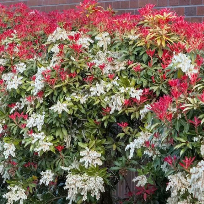 Pieris japonica Mountain Fire