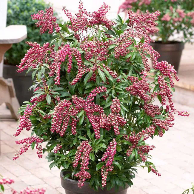 Pieris japonica Passion