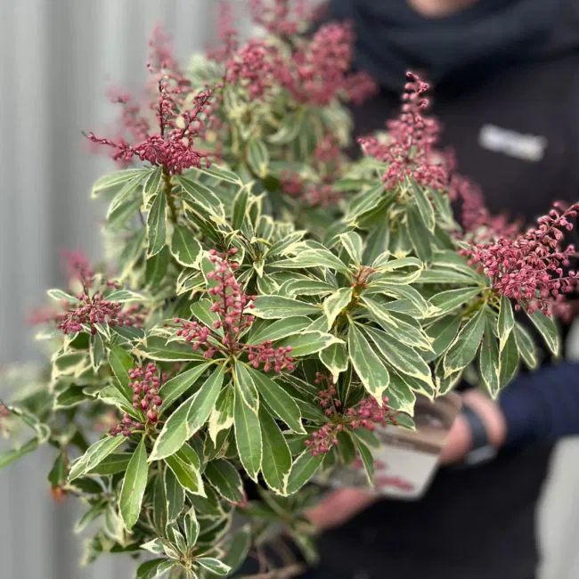 Pieris japonica Polar Passion