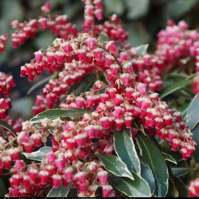 Pieris japonica Ralto