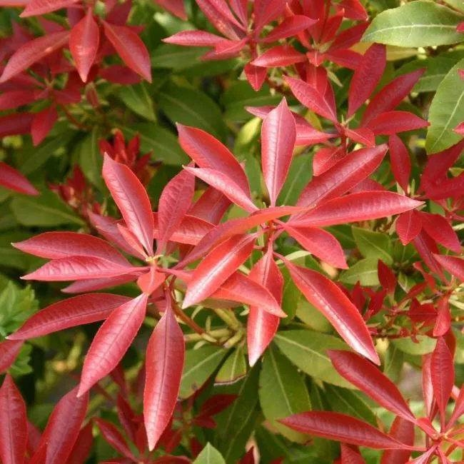Pieris japonica Red Mill