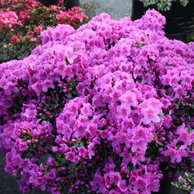 Rhododendron (Azalea) Königstein