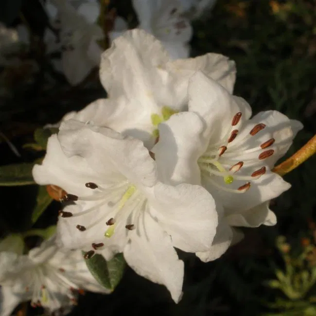 Rhododendron Ptarmigan