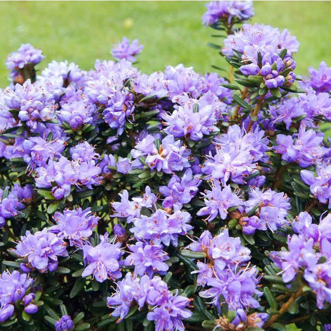 Rhododendron Purple Pillow