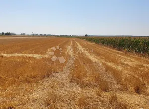 Prodaja Građevinsko zemljište - Beograd, Surčin: Bečmen - Dobanovci - Radiofar