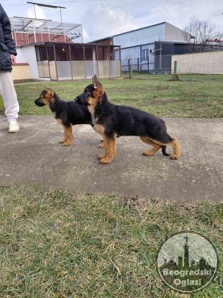 Nemacki ovcar prelepi stenci