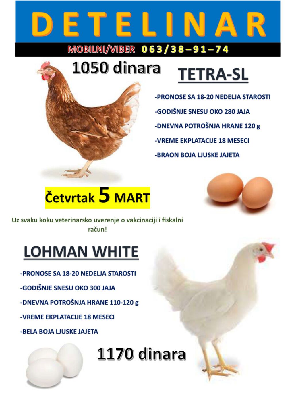 Mlade koke nosilje pred pronos! Tetra-sl i Lohman white! Dostava je