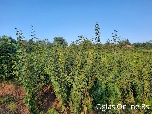 Rezervacije u toku za sadnju voćnih sadnica, Kruševac