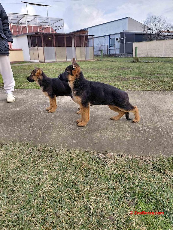 Nemacki ovcar prelepi stenci
