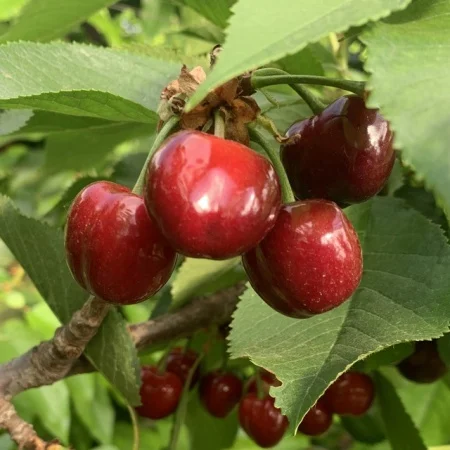 Sadnica trešnja Cordia 5kom. Floris