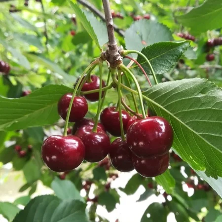 Sadnica višnja Oblačinska 5kom. Floris