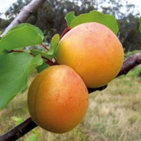 Sadnica kajsija Kasnocvetna 5kom. Floris