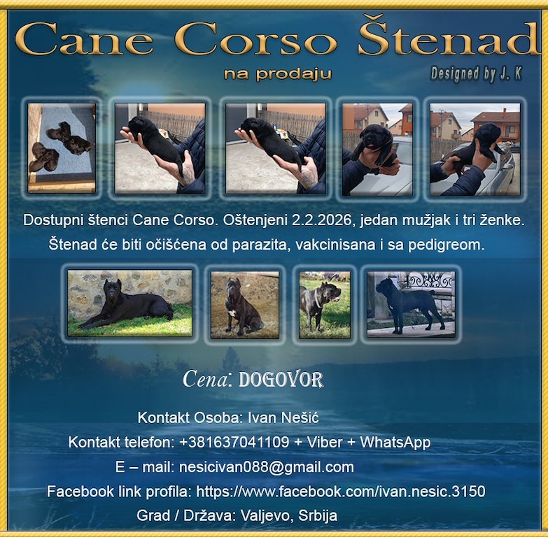 Cane Corso
