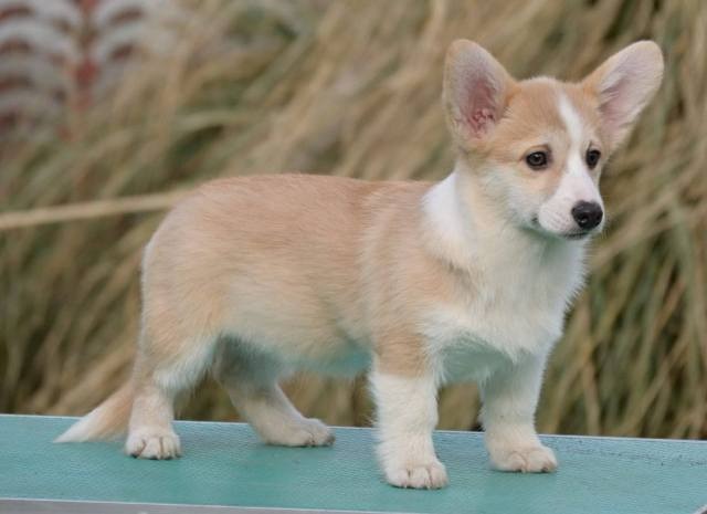 Velški Korgi Welsh Corgi Pembroke