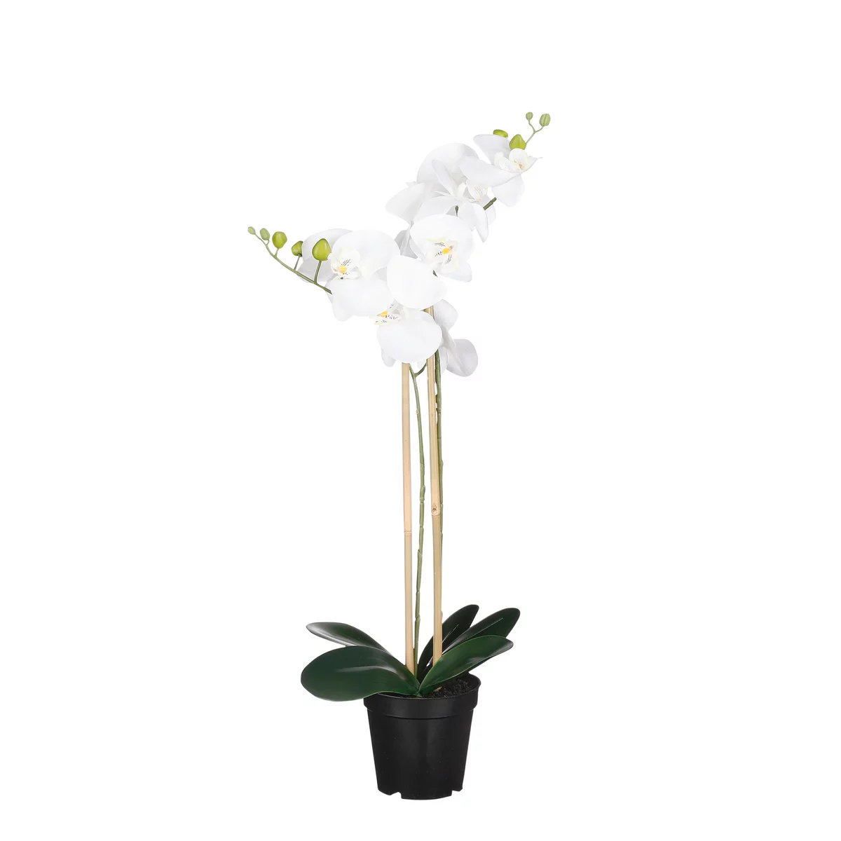 PHALAENOPSIS ORHIDEJA 38/70 cm