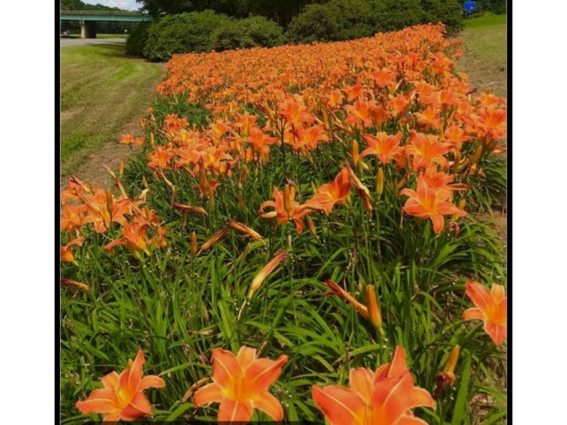 Hemorokalis orandz- sadnoce