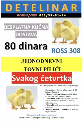 Jednodnevni tovni pilici! Ross 308!