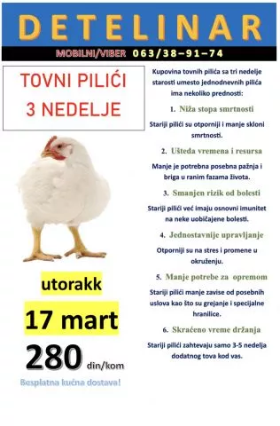TRONEDELJNI TOVNI PILICI!