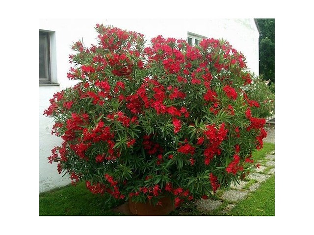 OLEANDER CRVENI  - DUPLI CVET- SADNICA