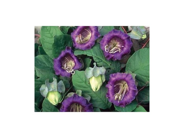 KOBEA (Cobaea scandens) - 4 SEMENA
