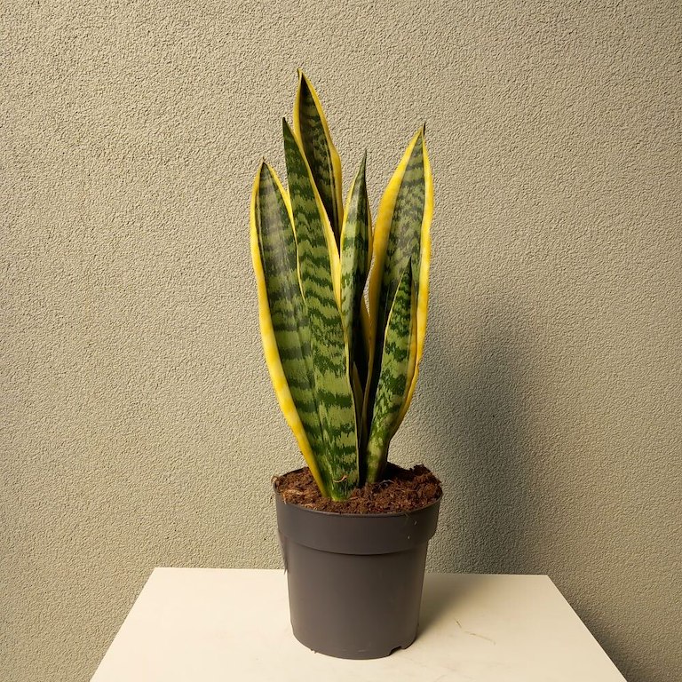 Sansevieria trifasciata Laurentii 50 cm