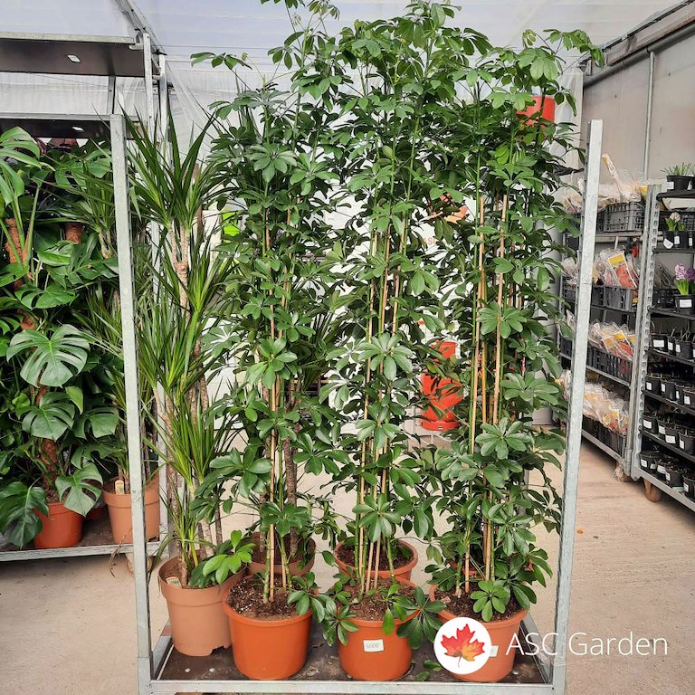 Schefflera arboricola Compacta 190 cm