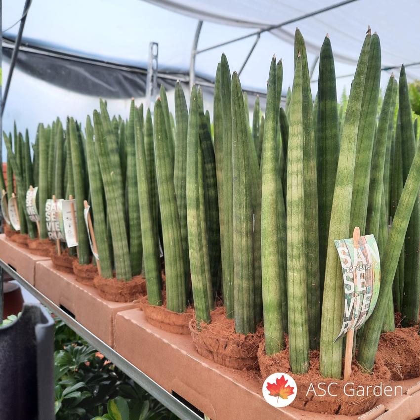 Sanseveria cylindrica 45 cm