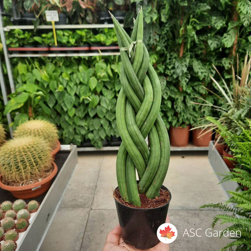 Sanseveria cylindrica 30 cm