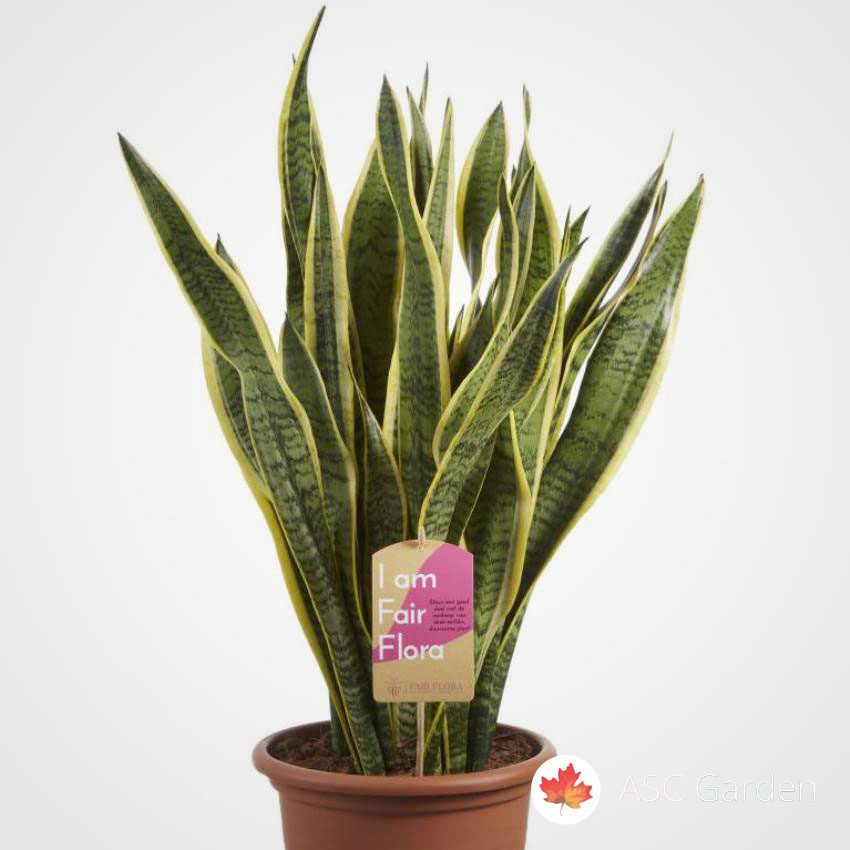 Sansevieria trifasciata Futura Superba i Black Gold 35 cm