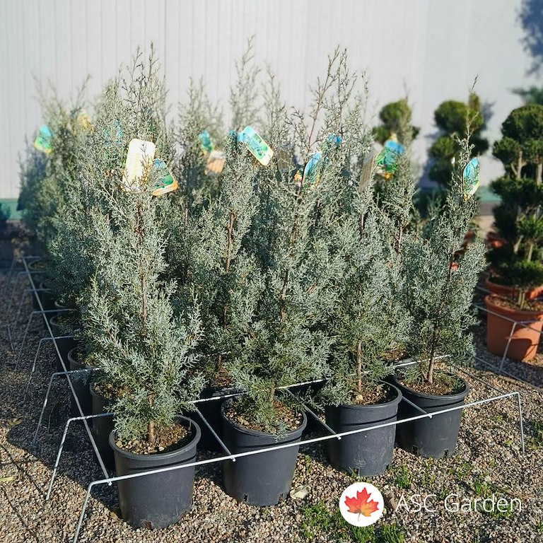 Cupressus arizonica Fastigiata 90-100 cm