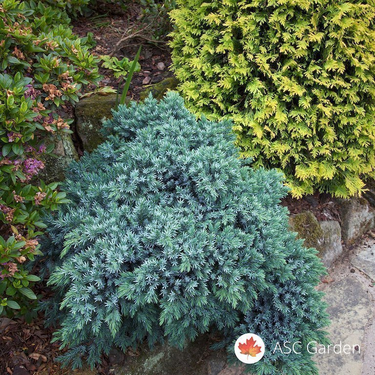 Juniperus ‘Blue Star’ 30 cm Mini plava kleka