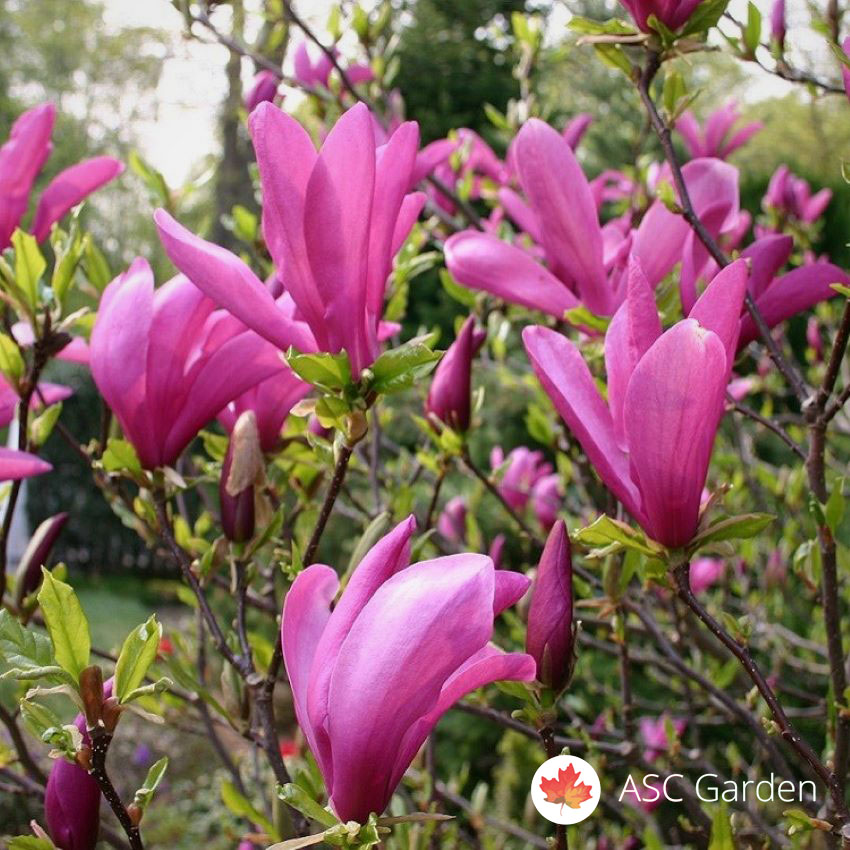 Magnolia hybrid Susan 110 cm