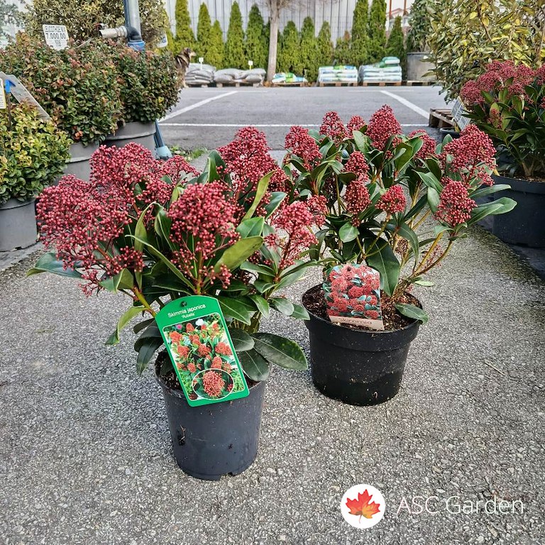 Skimmia japonica rubella 45 cm