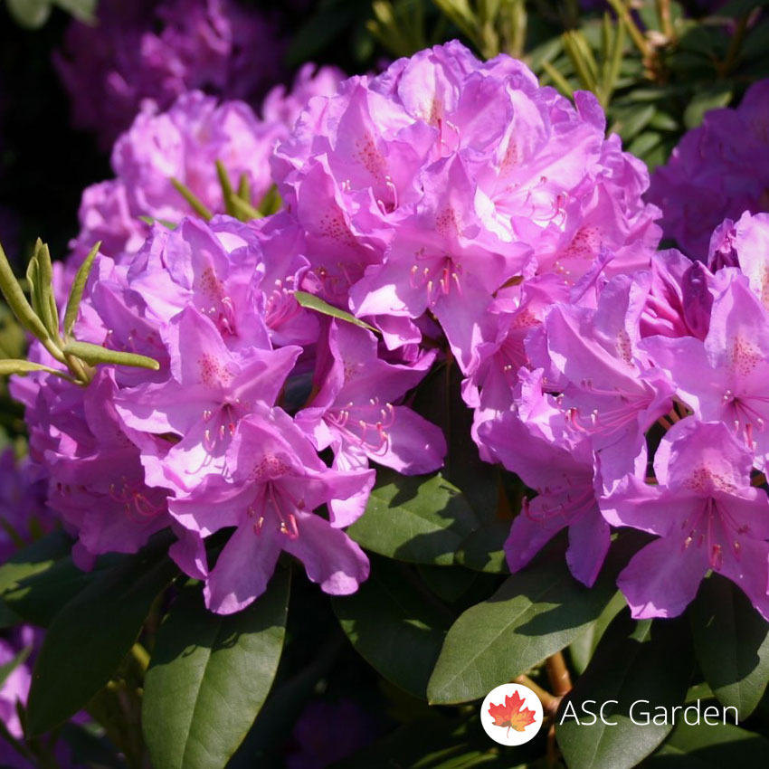 Rododendron Catawbiense Grandiflorum 30-40 cm