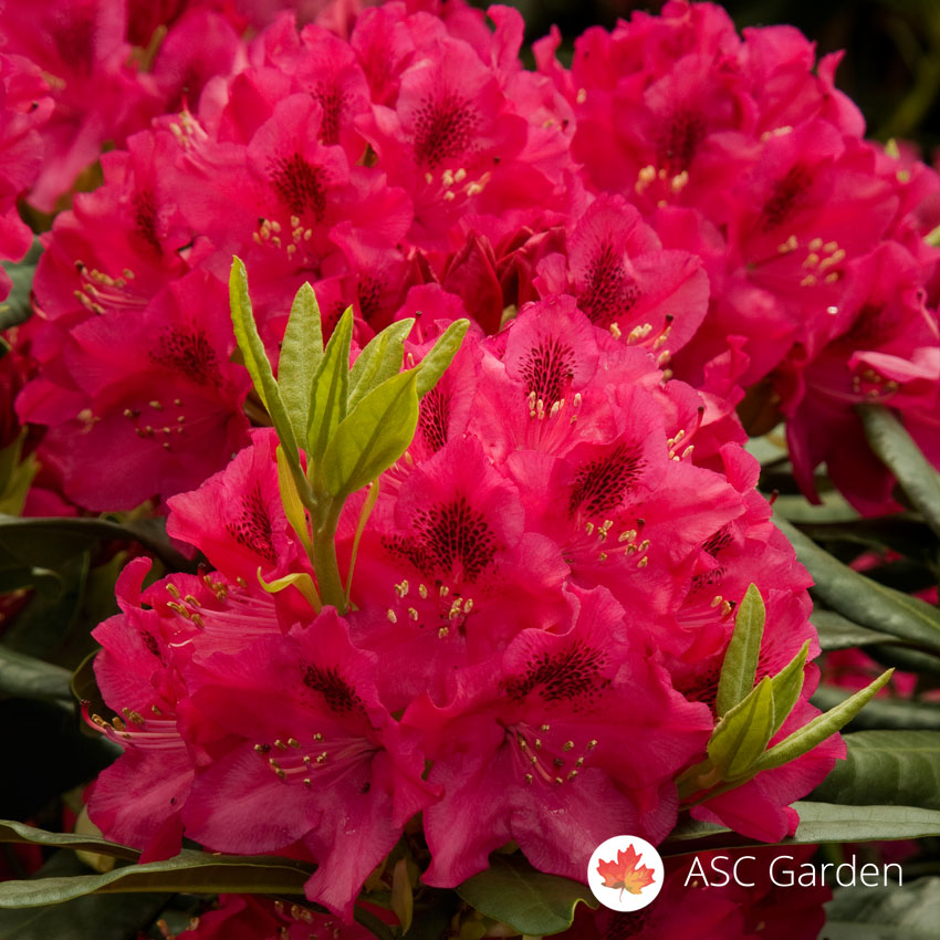 Rhododendron Nova Zembla 30 cm