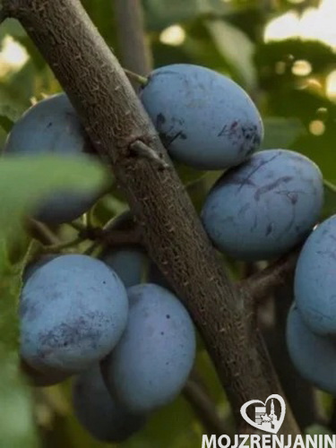 Rezervacije u toku za sadnju voćnih sadnica