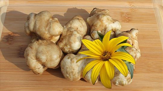 Čičoka (Helianthus tuberosus)