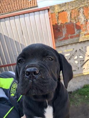 štenci cane corso