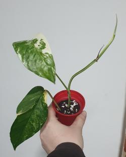 Epipremnum variagated