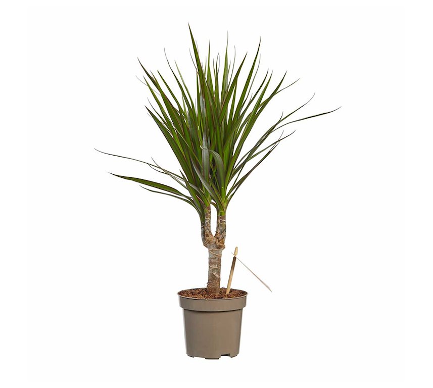 Dracena