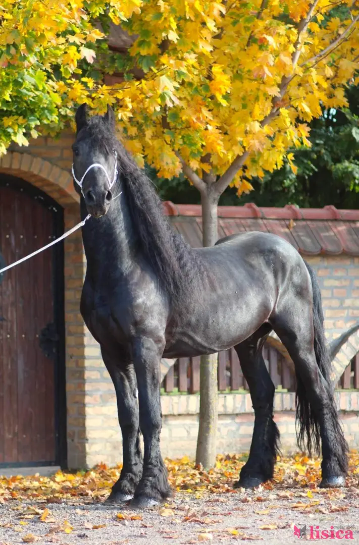 Prodam frizijske konje