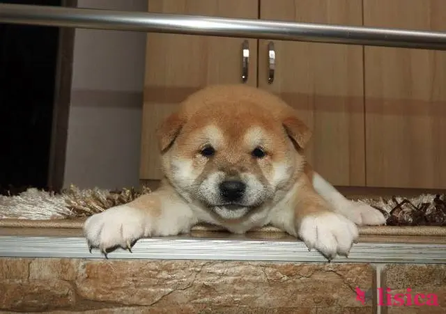 Shiba Inu, TOP štenci