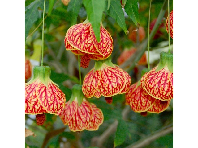 SOBNI JAVOR (ABUTILON) - BILJKA