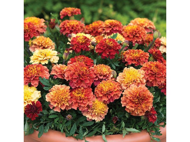Kadifa `Strawberry Blonde`(Tagetes patula) 100 semena