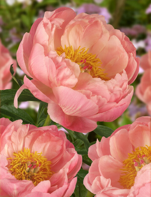 Božur-Paeonia Lactiflora Coral Charm-1 rizom