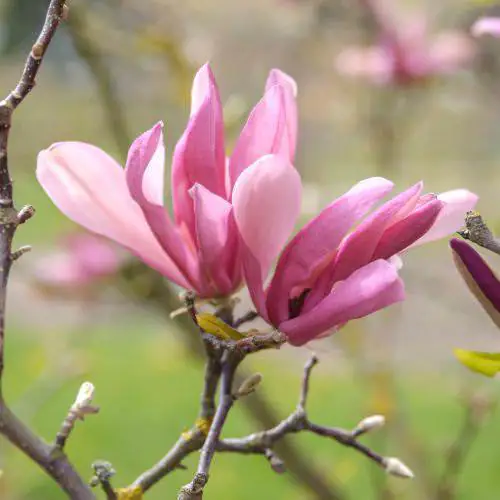 Magnolija Riki