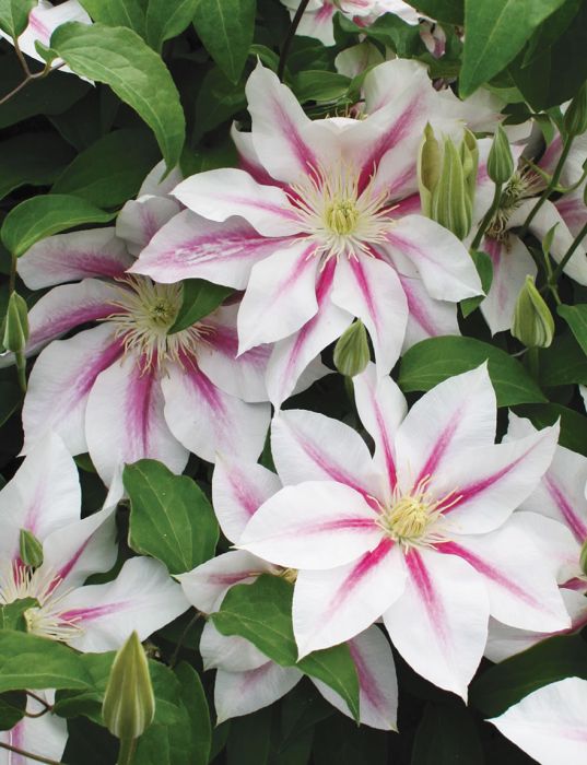 Clematis Andromeda - Klematis