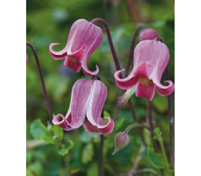 Clematis Fay - Klematis