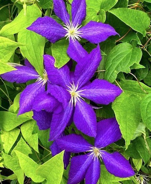 Clematis Jackmanii - Klematis